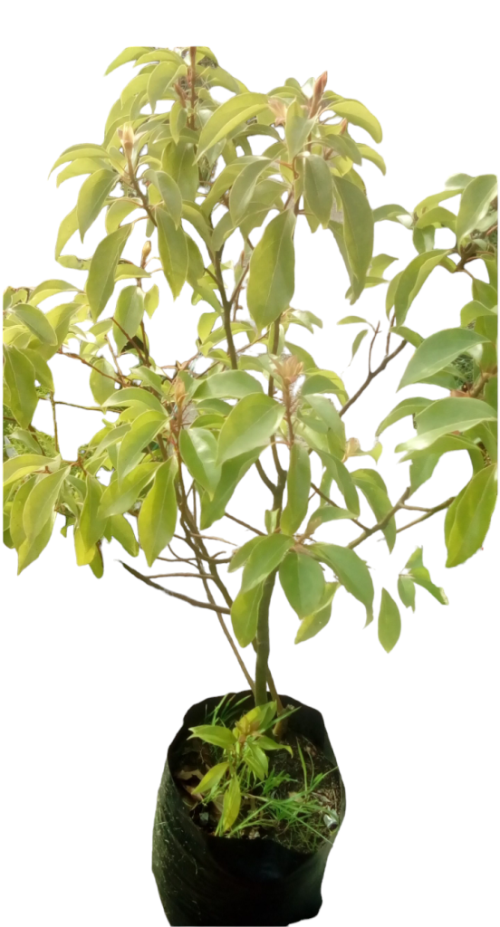 arbol de alcanfor | Vivero Las Cina Cinas
