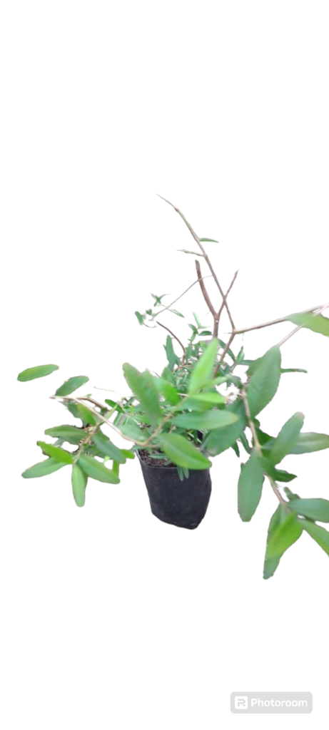 Arrayan | Vivero Las Cina Cinas