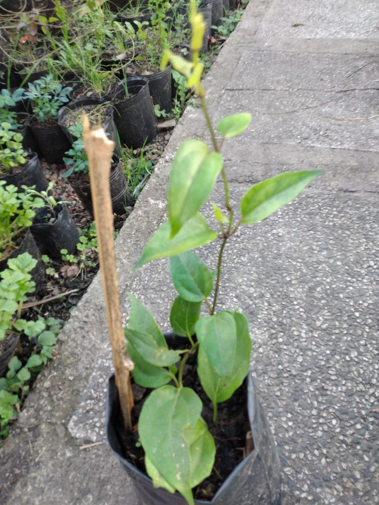 Guaco Waco o Mikania | Vivero Las Cina Cinas
