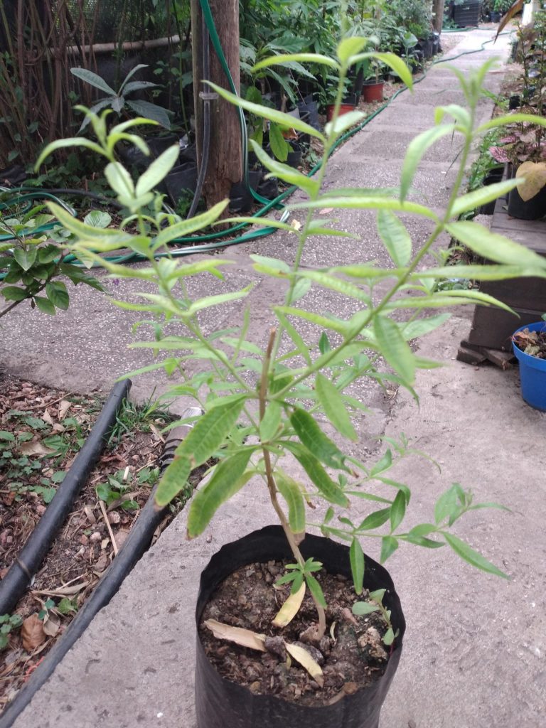 cedron | Vivero Las Cina Cinas cedron