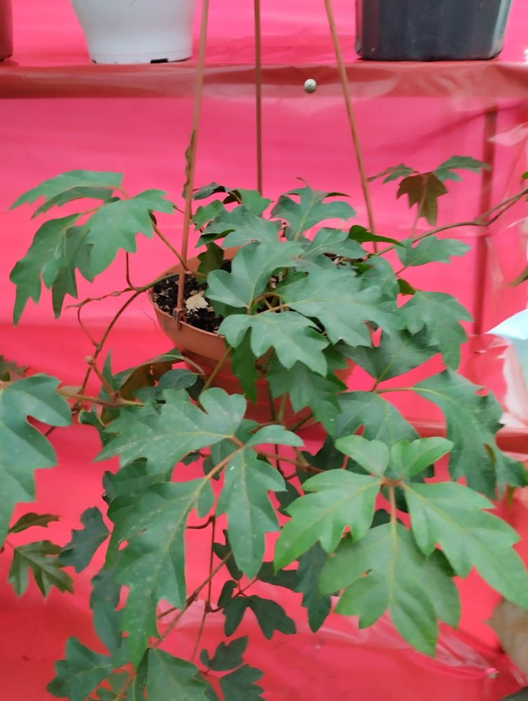 cissus colgante | Vivero Las Cina Cinas